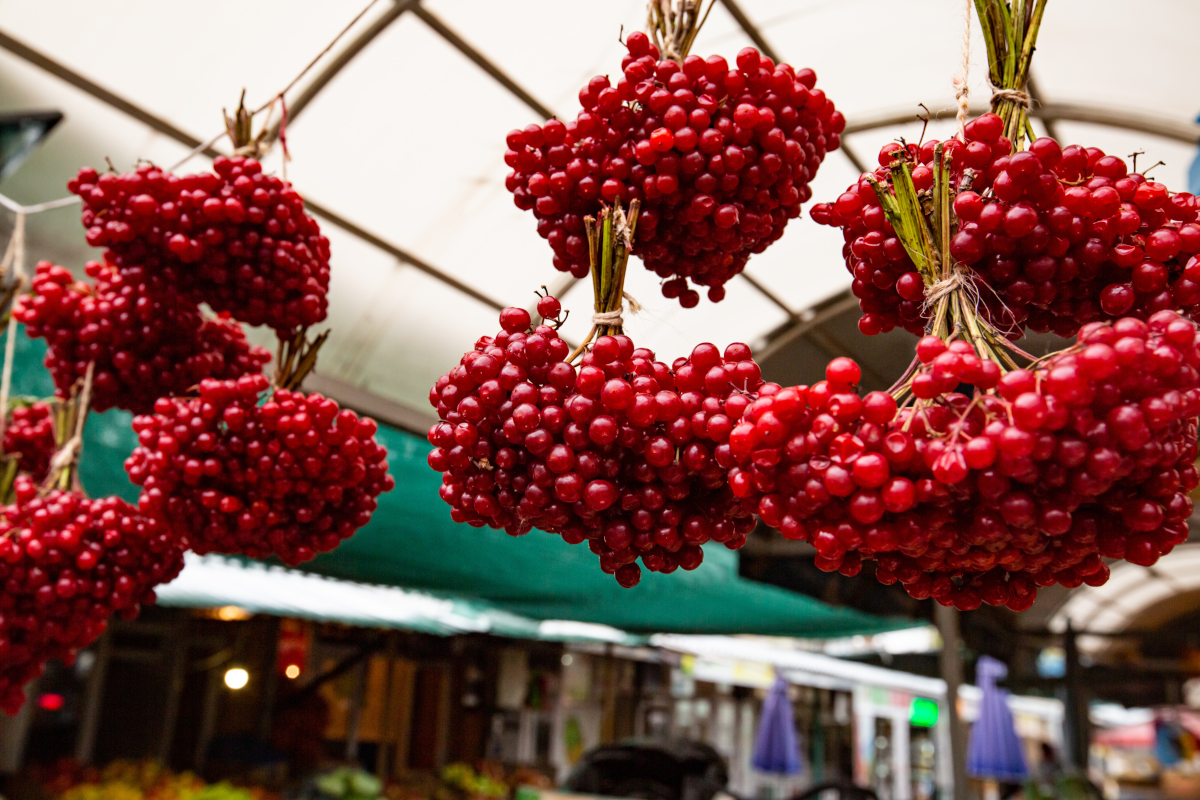 The Magical Vibes of Viburnum Berries: From Ukrainian Folklore to ...